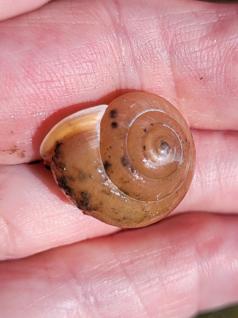 White-lip Globe Snail from Lone Oak, TX 75453, USA on January 11, 2024 ...