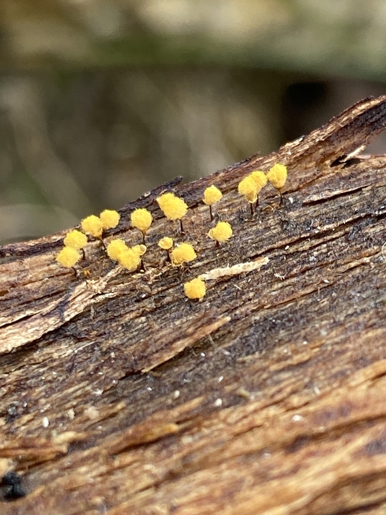 Push Pin Slime Mold in January 2024 by Jim Oehmke · iNaturalist