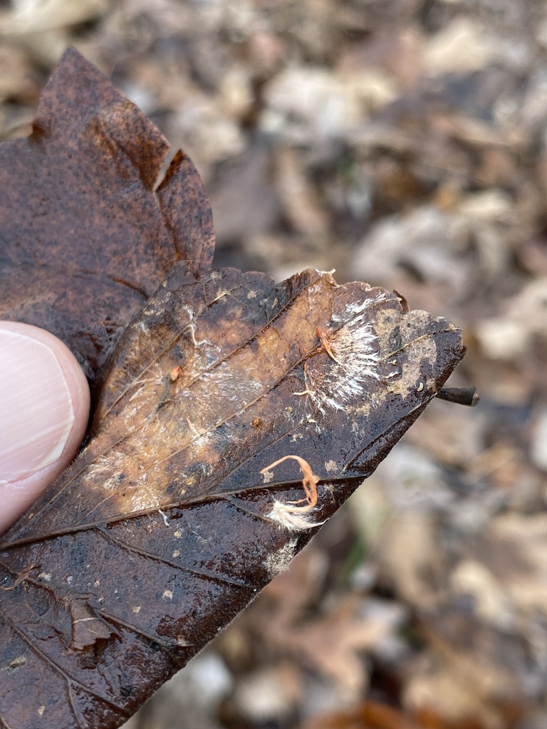 Anthina flammea in January 2024 by Jim Oehmke · iNaturalist