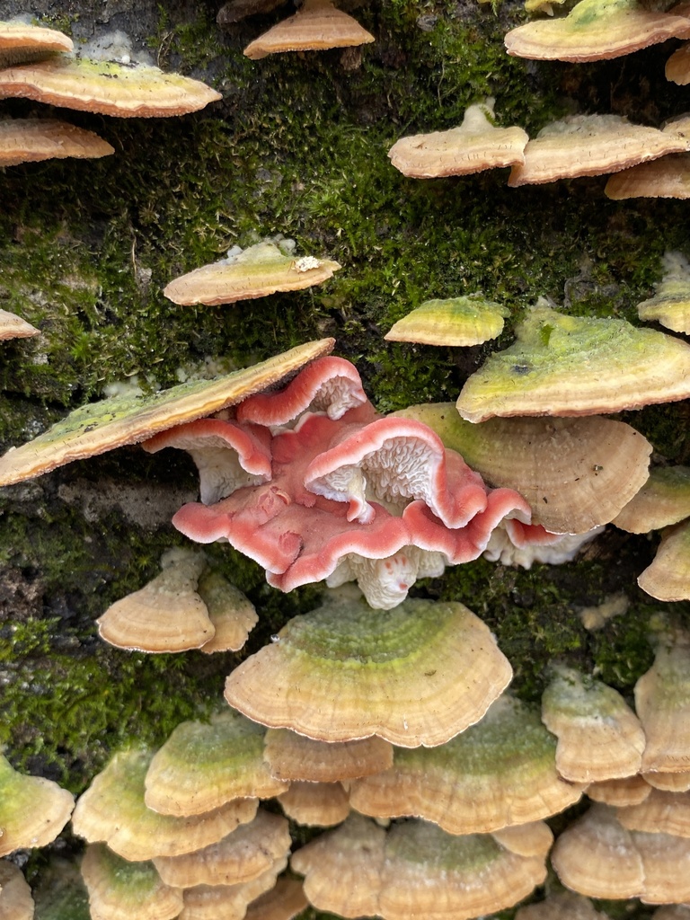 Coral-pink Merulius in January 2024 by Jim Oehmke · iNaturalist