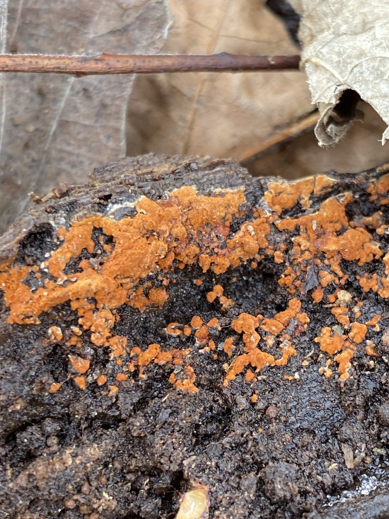 Pyronema in January 2024 by Jim Oehmke · iNaturalist