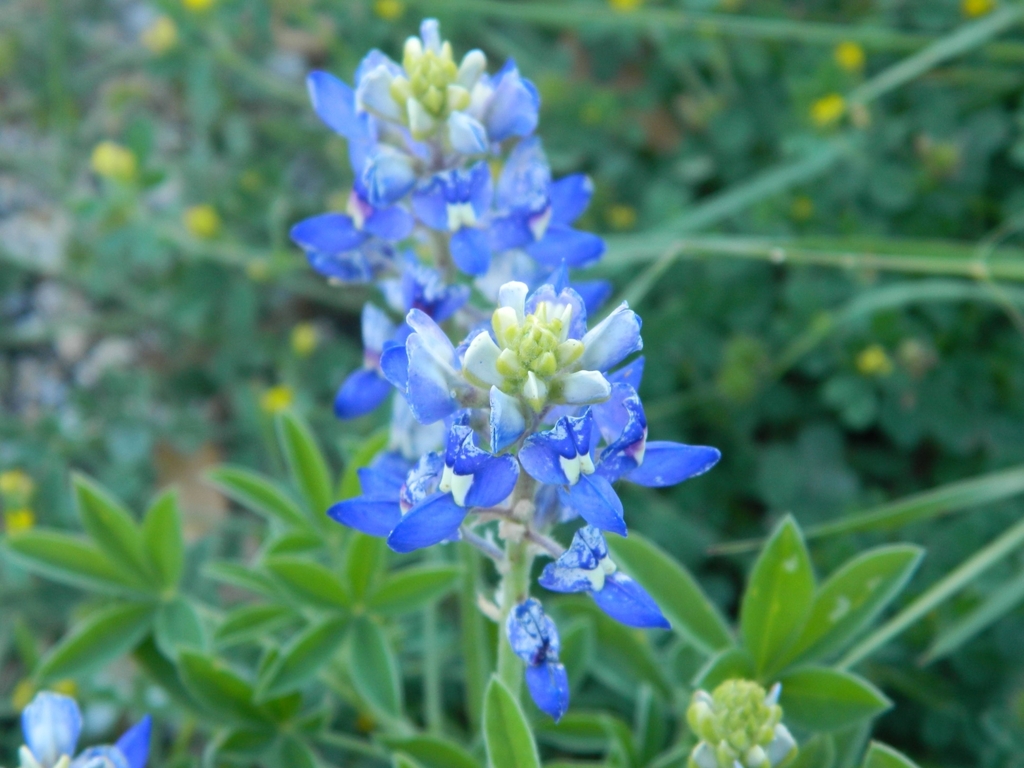 Texas bluebonnet in April 2023 by Melissa Eschbaugh · iNaturalist