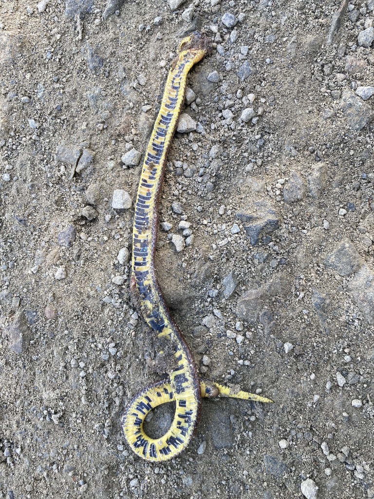 Lehmann's Ground Snake from La Florida, Villamaria, Caldas, CO on ...