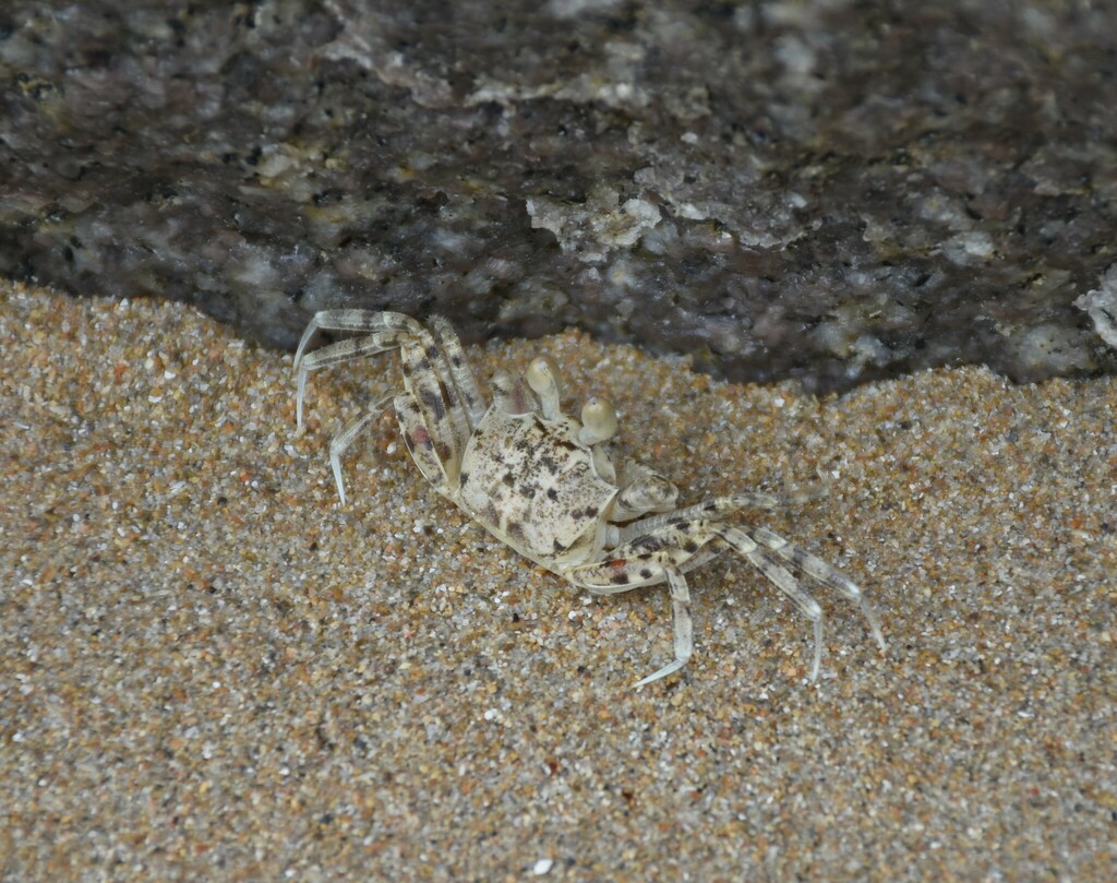 Pallid Ghost Crab from Picnic Bay QLD 4819, Australia on January 11 ...