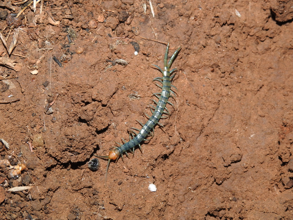 Common Desert Centipede from Pinnacle Peak, Scottsdale, AZ, USA on ...
