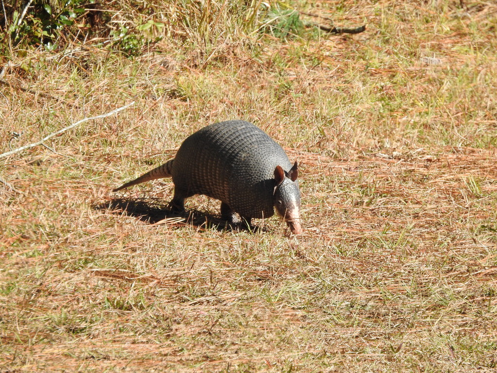 Nine-banded Armadillo from Beaufort County, SC, USA on January 10, 2024 ...
