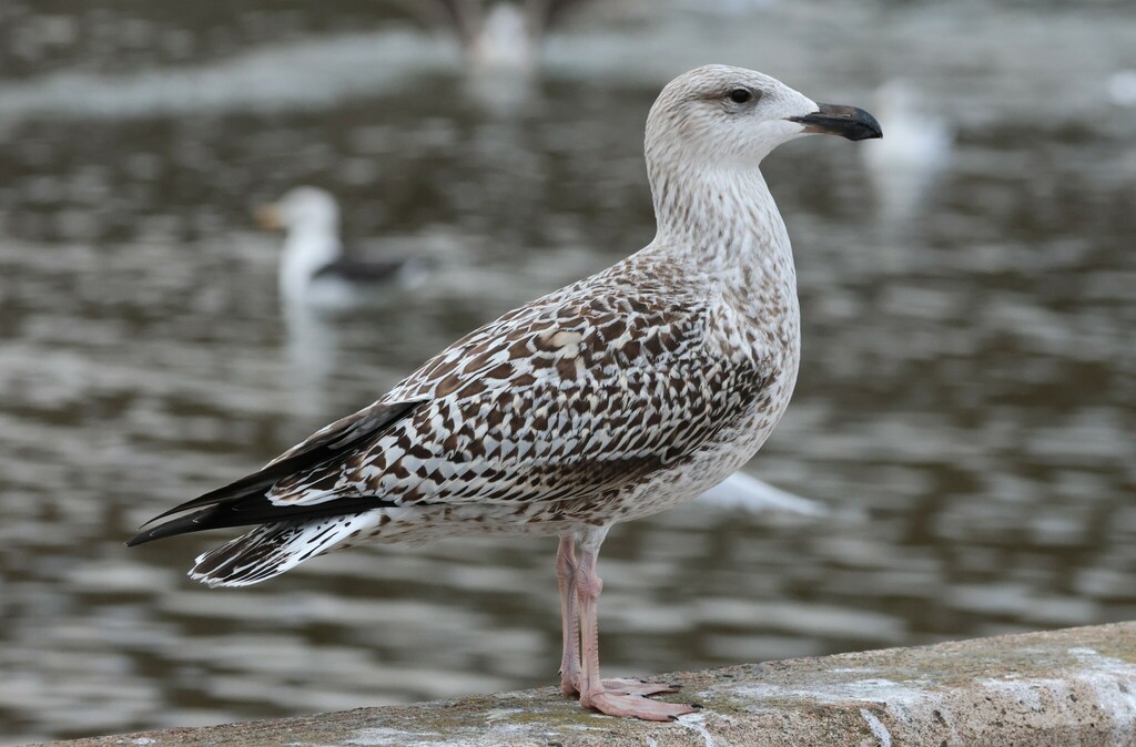 Great Black-backed Gull from Antigonish County, NS, Canada on December ...