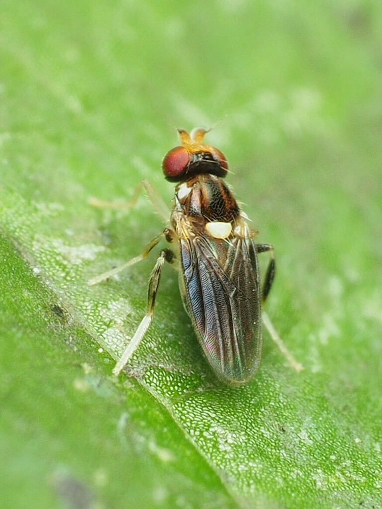 Gaurax splendidus from Northwest Washington, Washington, DC, USA on ...
