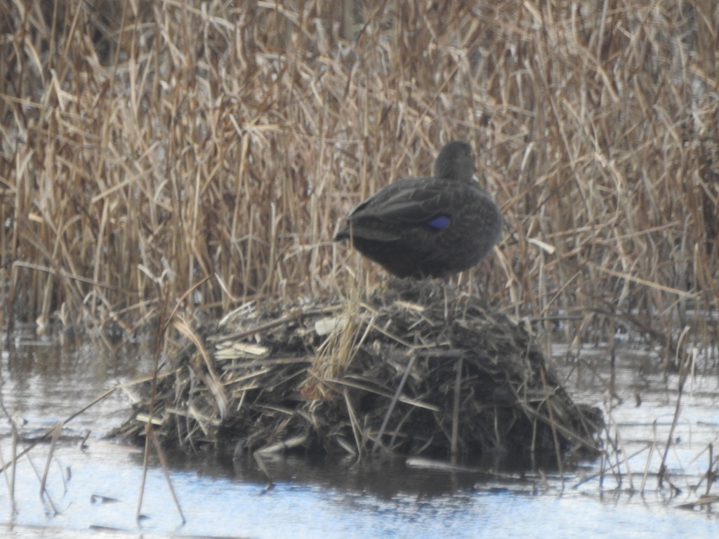American Black Duck from Kent County, DE, USA on January 10, 2024 at 01 ...