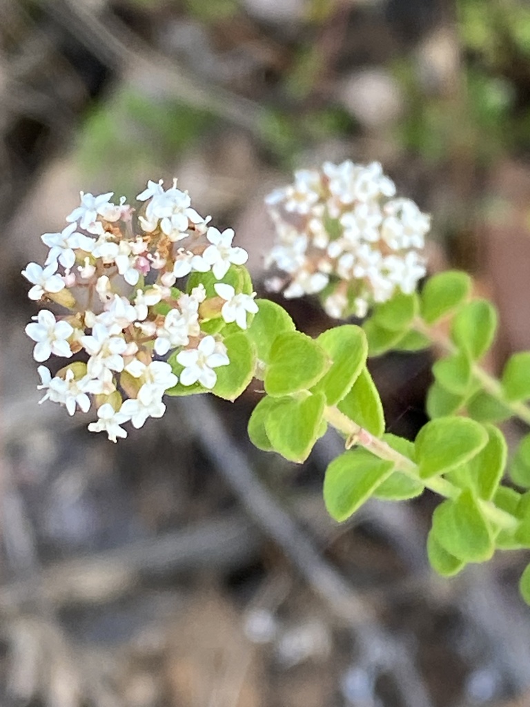 Shrubby Platysace from Croajingolong National Park, Wingan River, VIC ...