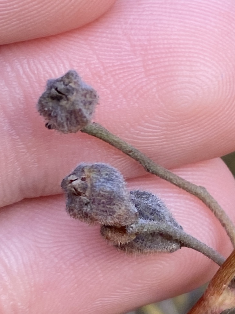 Downy Dodder-laurel from Croajingolong National Park, Wingan River, VIC ...