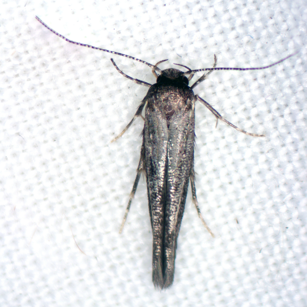 Curved-horn Moths from Gordon VIC 3345, Australia on January 12, 2024 ...