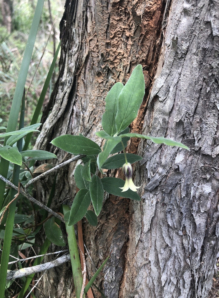 Common Apple-berry from Ulladulla NSW 2539, Australia on October 12 ...