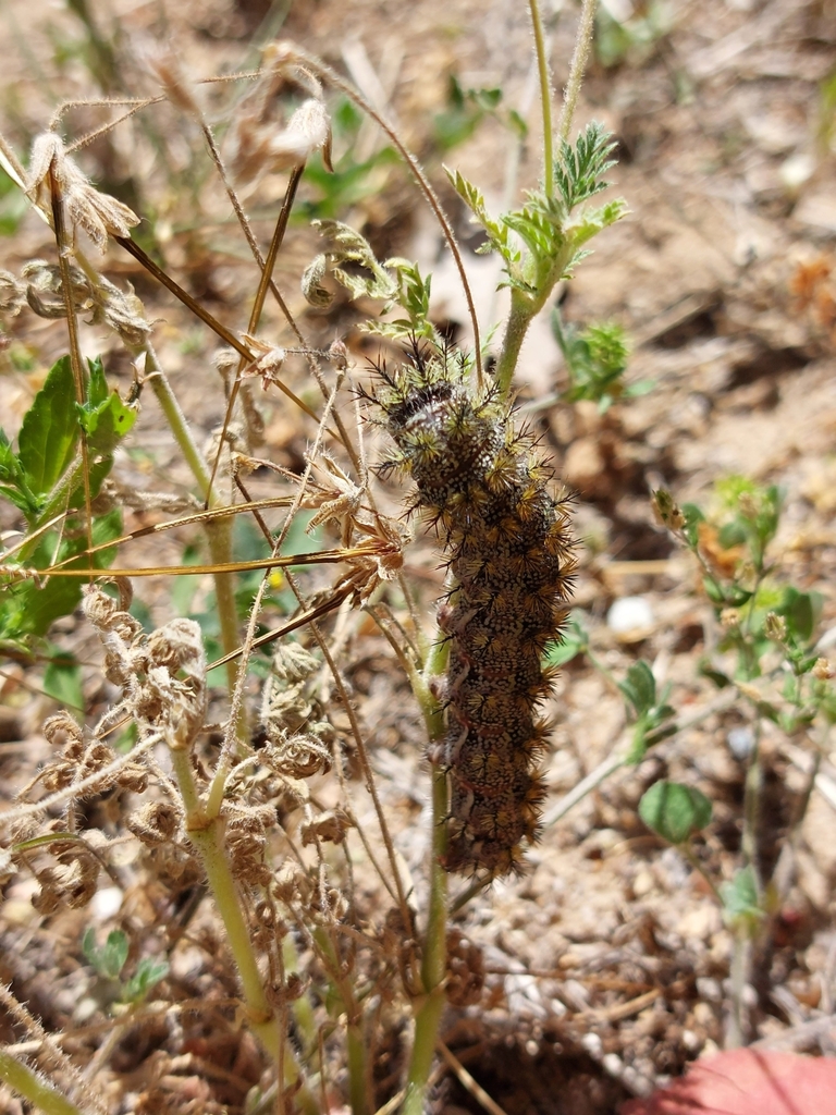 Texas Buck Moth in April 2023 by Melissa Eschbaugh · iNaturalist