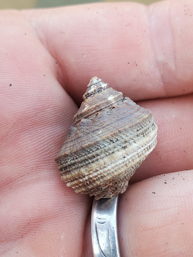 Turbo saxosus on January 10, 2024 at 05:04 PM by Paul Norwood · iNaturalist