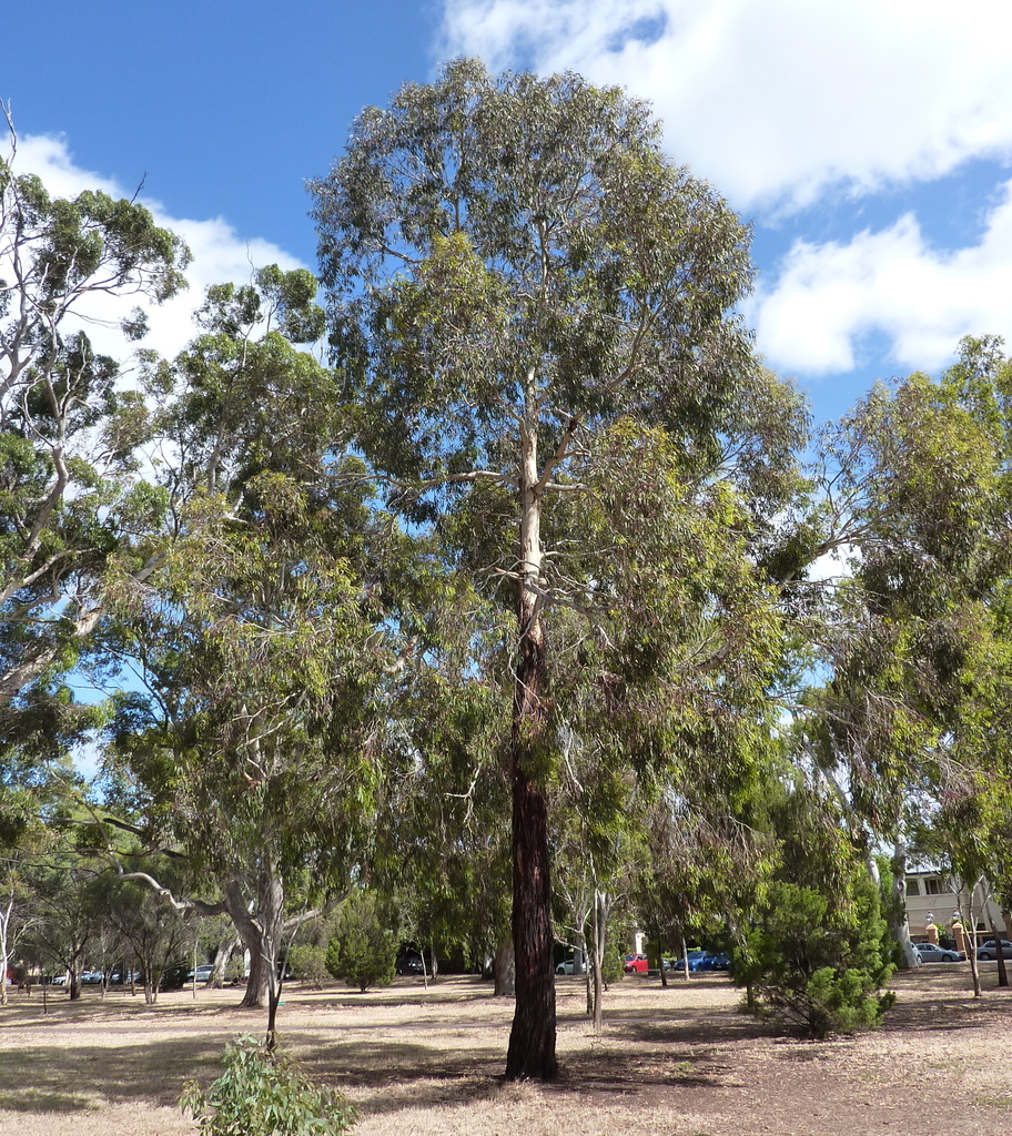 (Eucalyptus leucoxylon × sideroxylon) - Botanical Realm