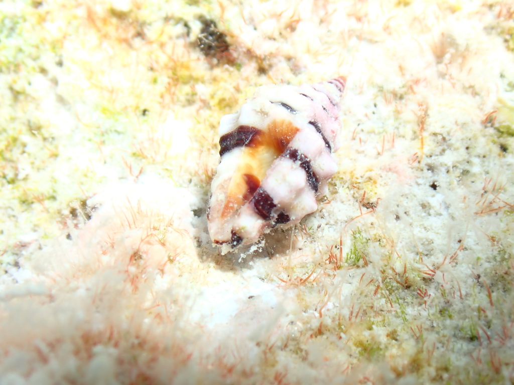 Engina zonalis from Kiribati on December 31, 2023 at 11:14 AM by Debra ...