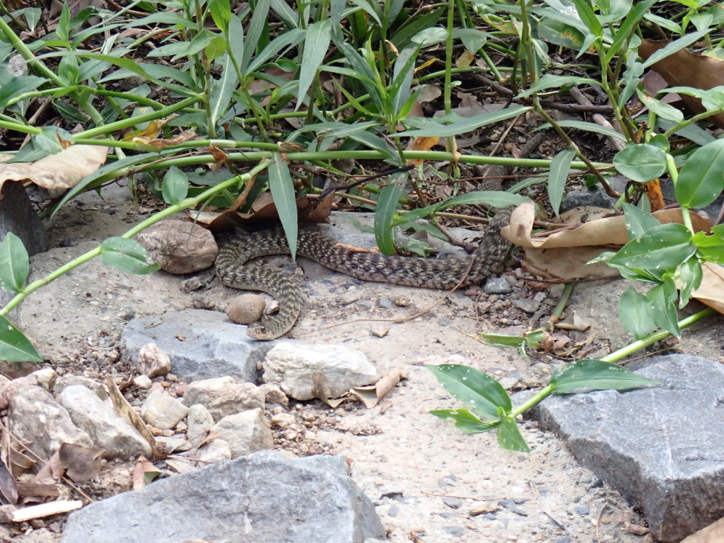 Common keelback from Jubilee Tce, Ashgrove, QLD, AU on January 7, 2024 ...