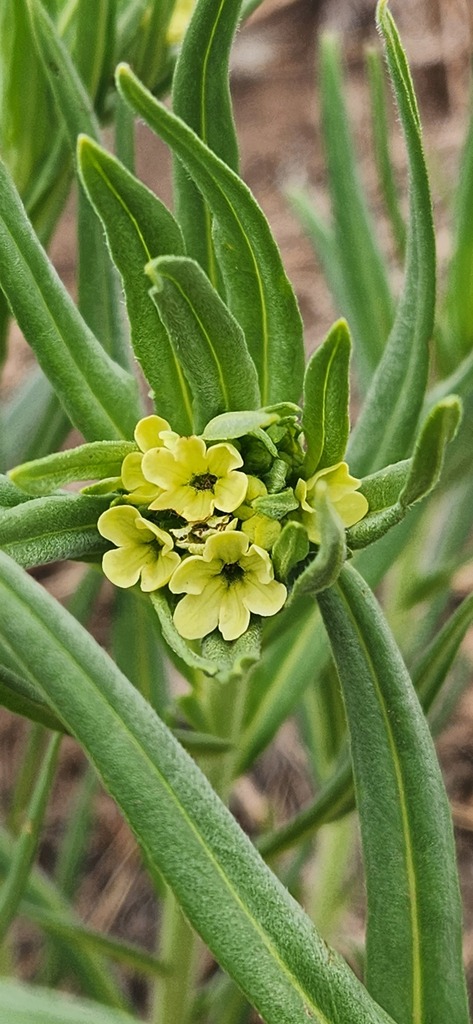 western stoneseed from Malheur County, OR, USA on May 30, 2023 at 04:55 ...