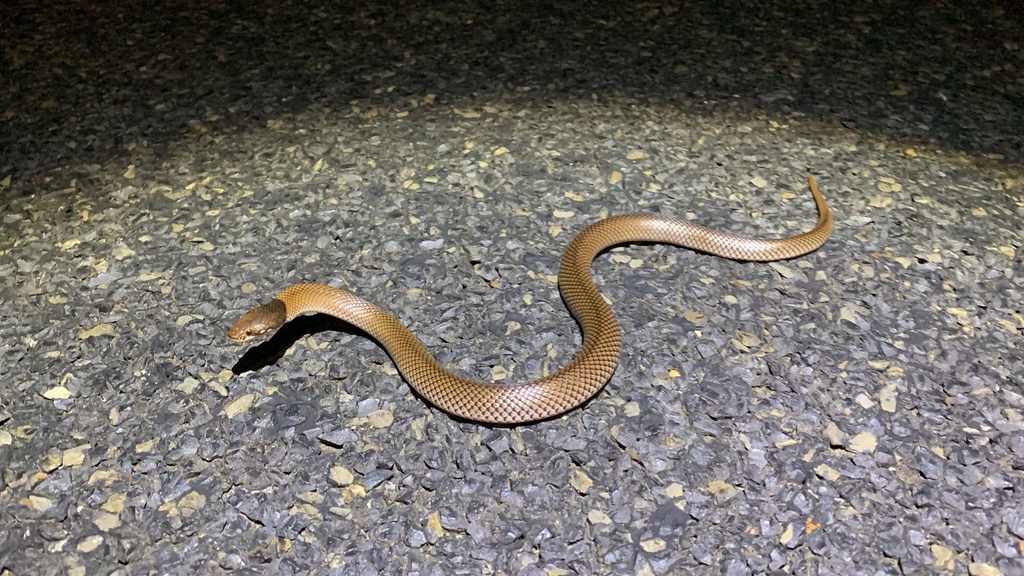 Curl Snake from Glenmorgan, QLD, AU on December 9, 2023 at 08:55 PM by ...