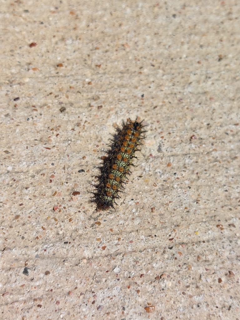 Texas Buck Moth in April 2023 by Melissa Eschbaugh · iNaturalist