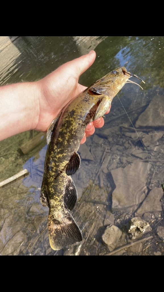 Flathead Catfish from Schuylkill River, Phoenixville, PA, US on August ...