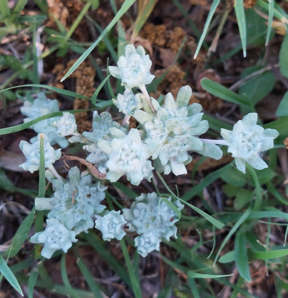 flathead rabbit tobacco in April 2023 by Melissa Eschbaugh · iNaturalist