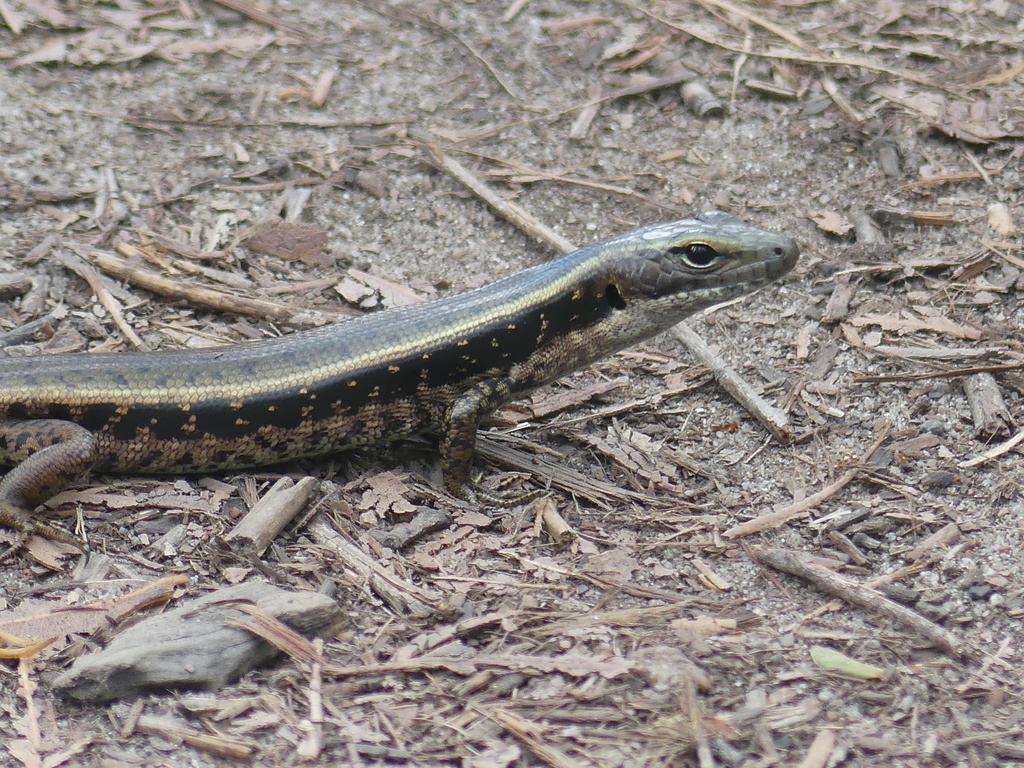 Eastern Water Skink from Vincentia NSW 2540, Australia on January 4 ...
