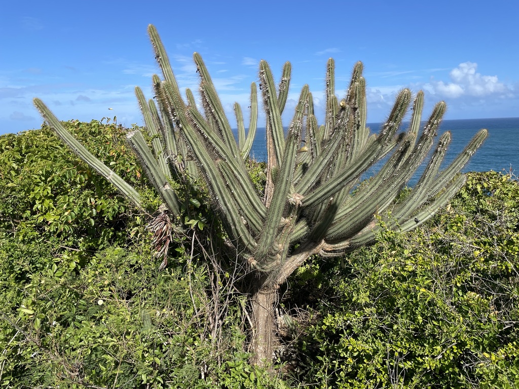 Pilosocereus armatus from Puerto Rico, Fajardo, Puerto Rico, US on ...