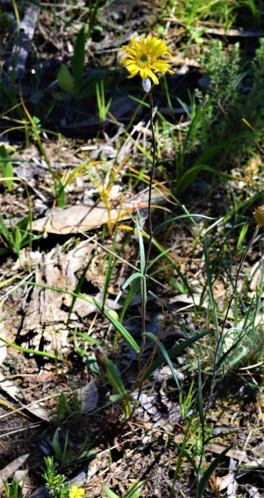 Showy Copper-wire Daisy in September 2023 by Mike and Cathy Beamish ...