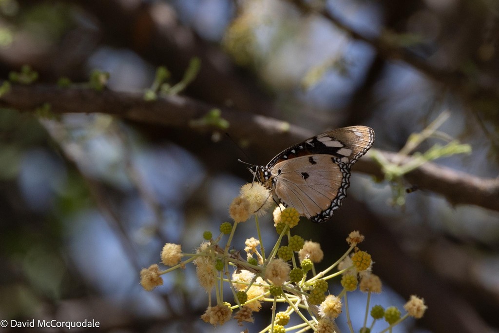 Danaid Eggfly from Khomas Region, Namibia on November 1, 2023 at 12:22 ...