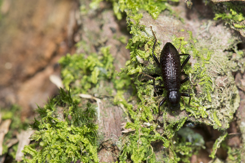 Strongylium claudum · iNaturalist