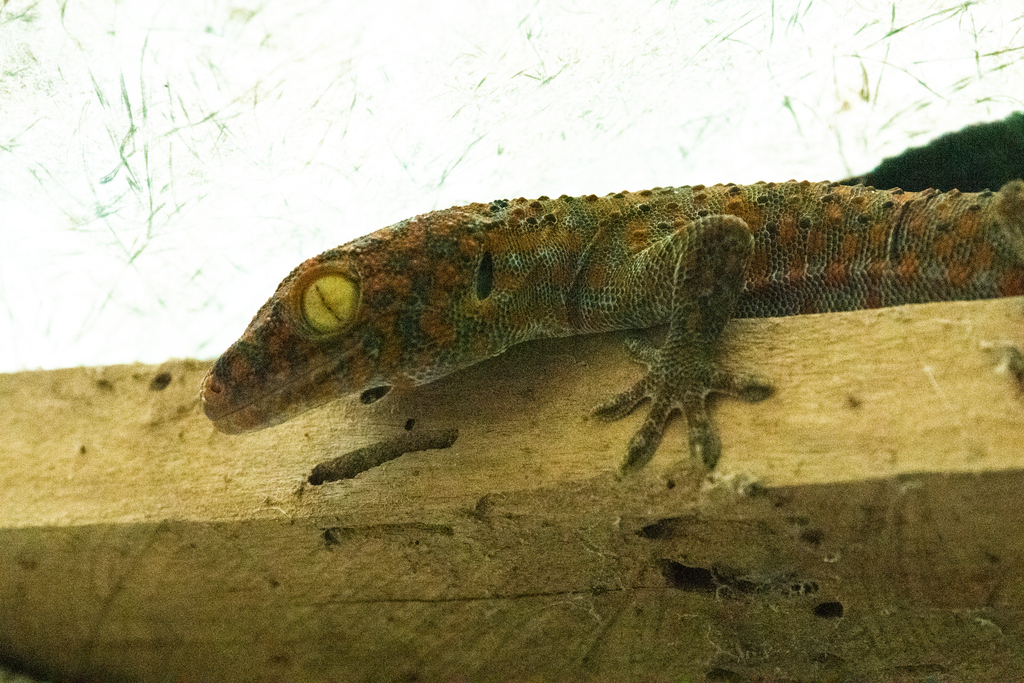 Tokay Gecko from Karon Beach, Karon, Mueang Phuket District, Phuket ...