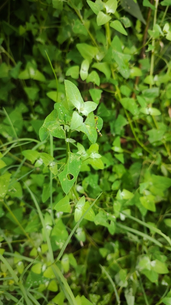 Chenopodium trigonon from 28 Akona Place on January 12, 2024 at 12:43 ...