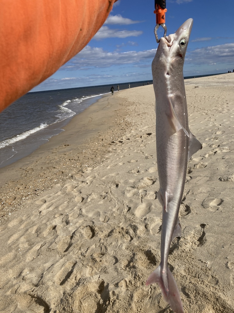 Spiny Dogfish in October 2023 by Fish_man · iNaturalist United Kingdom