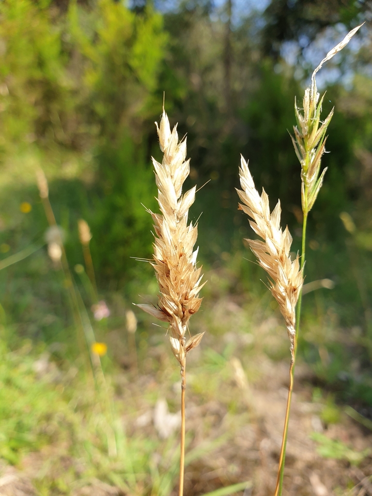 sweet vernal grass from Emerald VIC 3782, Australien on January 12 ...