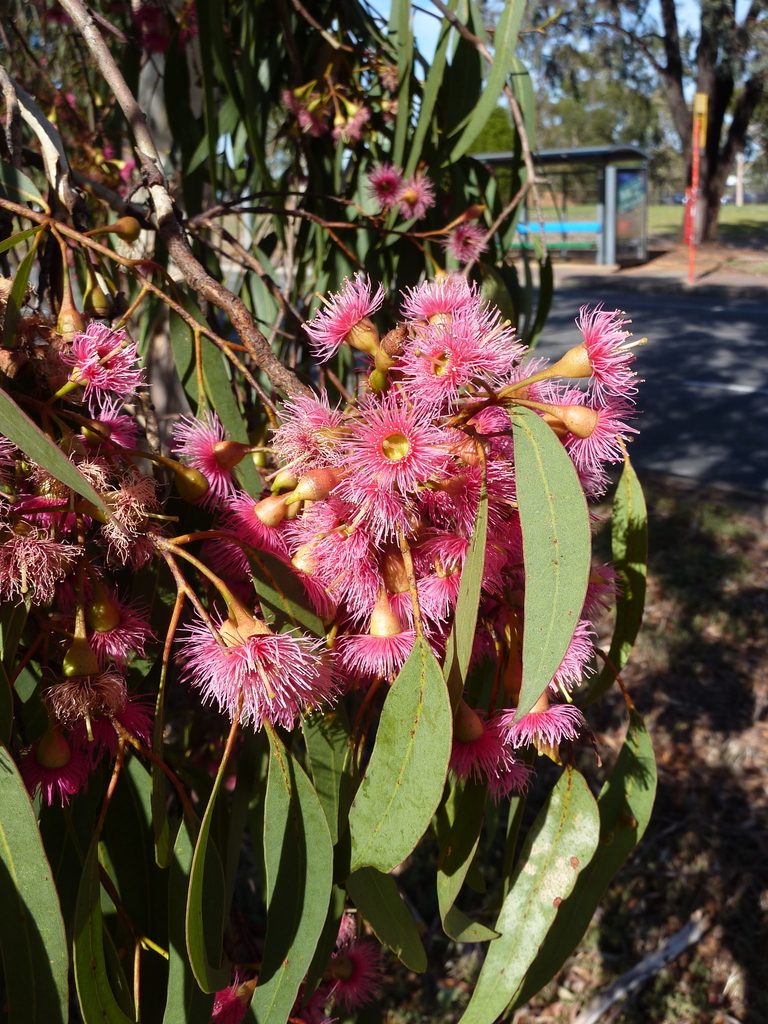 South Australian Blue Gum from Adelaide SA, Australia on March 1, 2016 ...