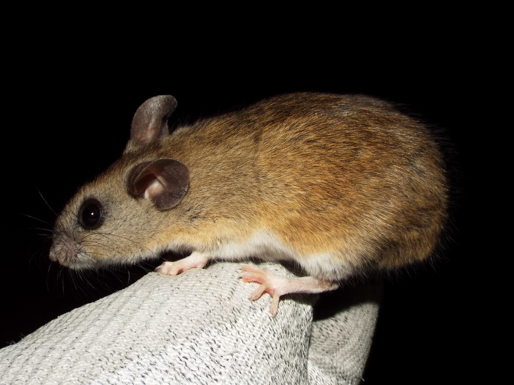 North American Deer Mice from Ojuelos de Jalisco, Jal., México on ...