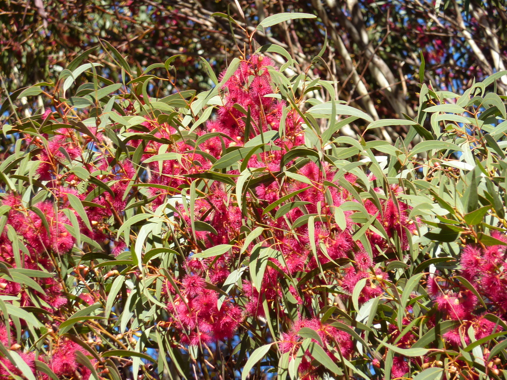 Eucalyptus leucoxylon megalocarpa from Adelaide SA, Australia on March ...