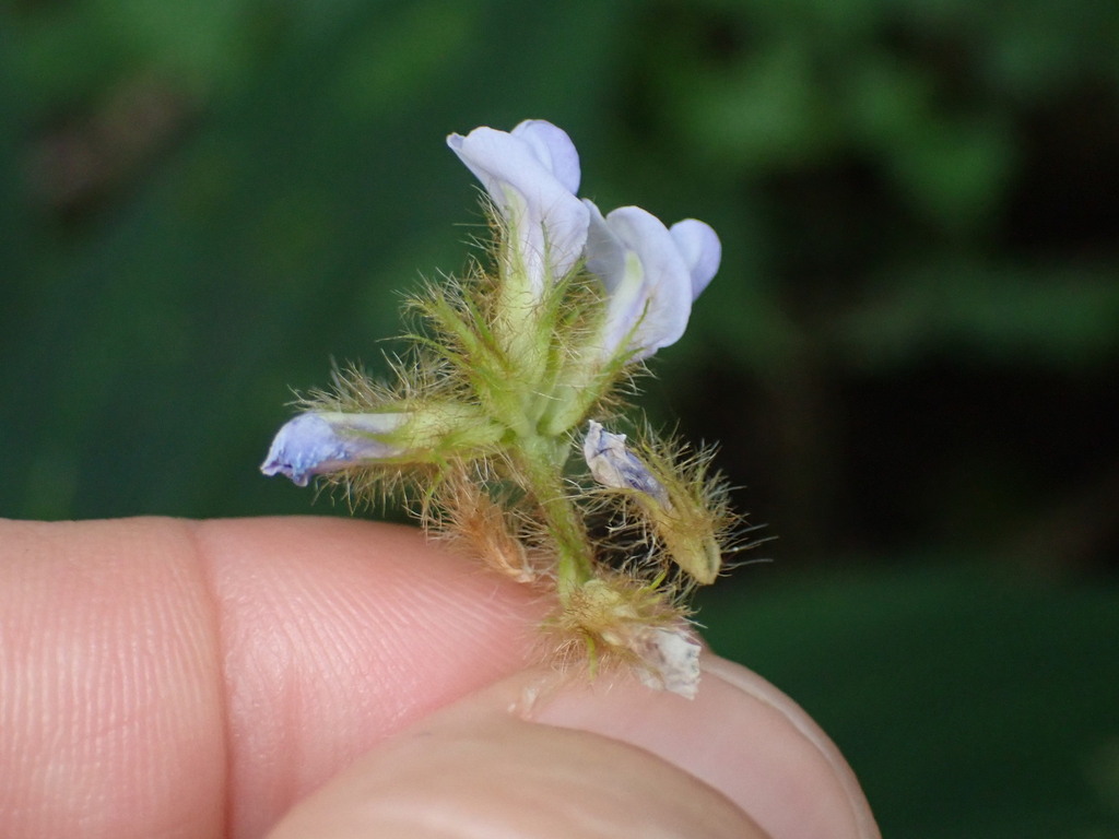 Calopo from Pa Tong, Kathu District, Phuket, Thailand on January 9 ...