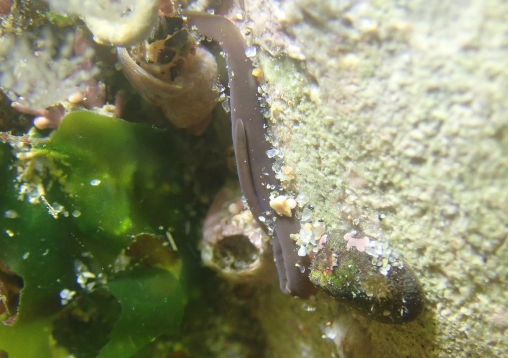 Purple Ribbon Worm from Santa Barbara County, CA, USA on January 10 ...