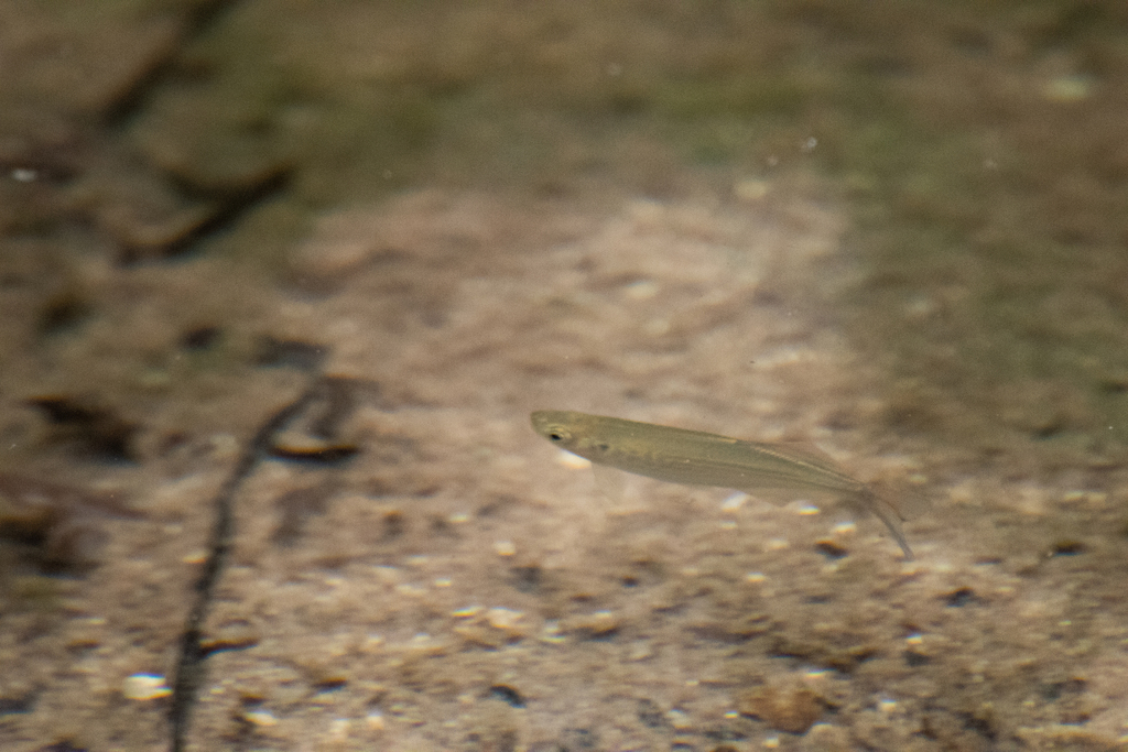 Queen Danio from Khlong Thom, TH-KR, TH on July 3, 2022 at 02:20 PM by ...