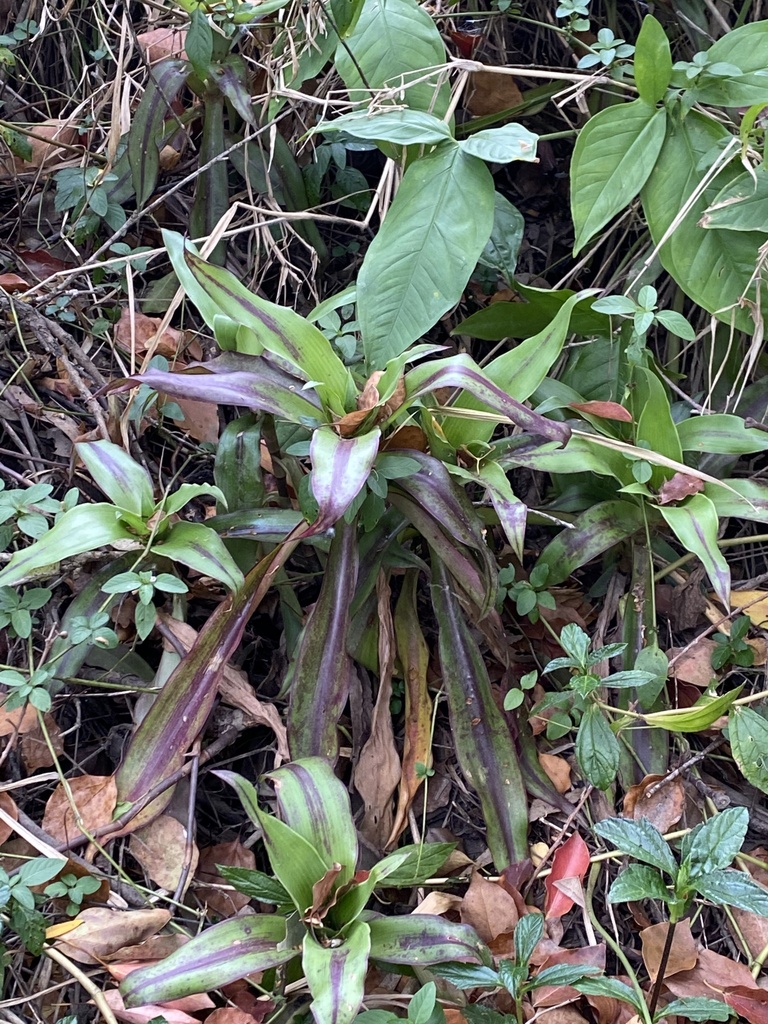 False Bromeliad Plant from Bulimba Creek, Carindale, QLD, AU on ...