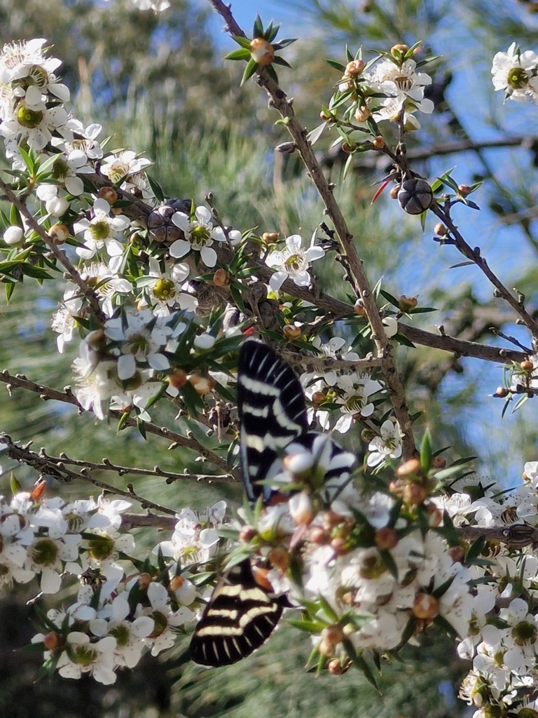 Mistletoe Moth from Cranbourne VIC 3977, Australia on January 6, 2024 ...