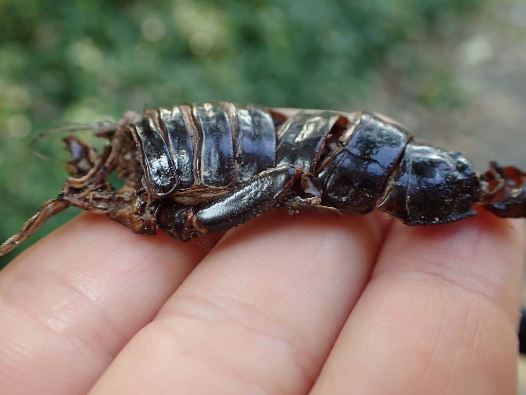 Giant Blue Scorpion from Pa Tong, Kathu District, Phuket, Thailand on ...