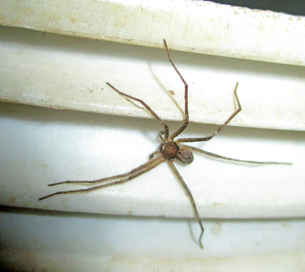 Spiders from Serowe Botswana on January 10, 2024 by Botswanabugs. day ...