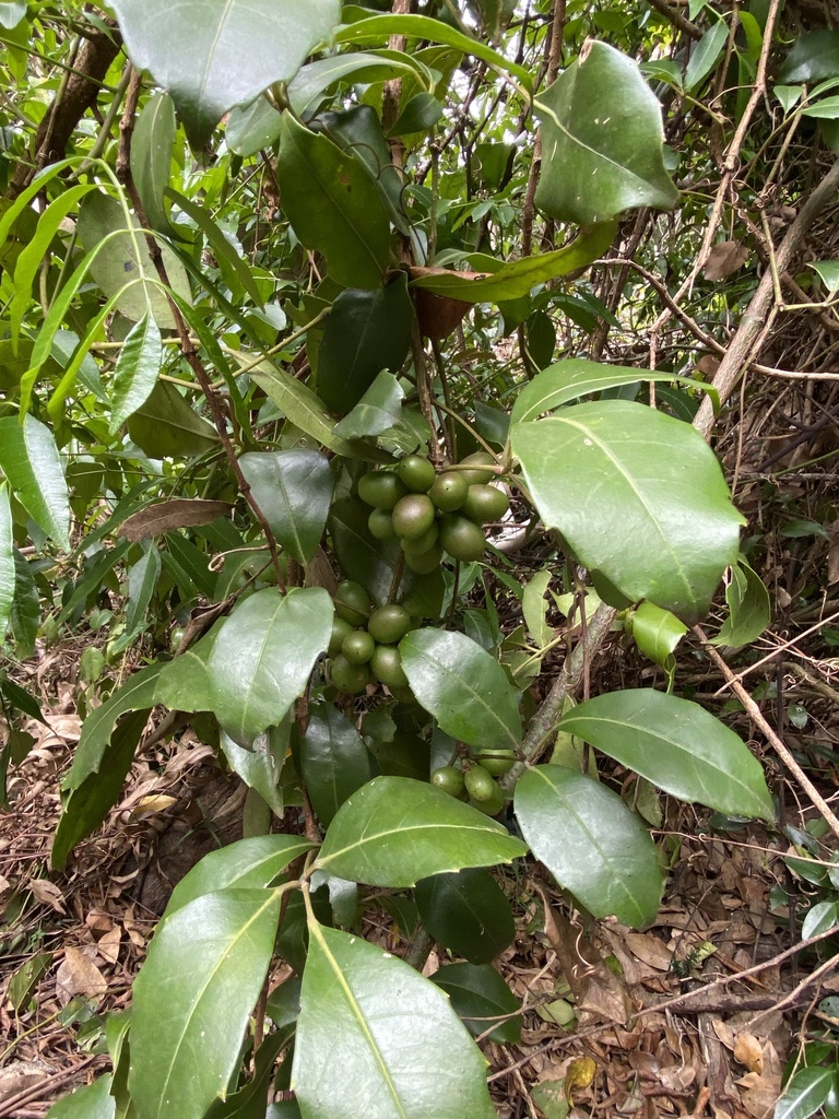Native Grape from Bunya Mountains National Park, Bunya Mountains, QLD ...