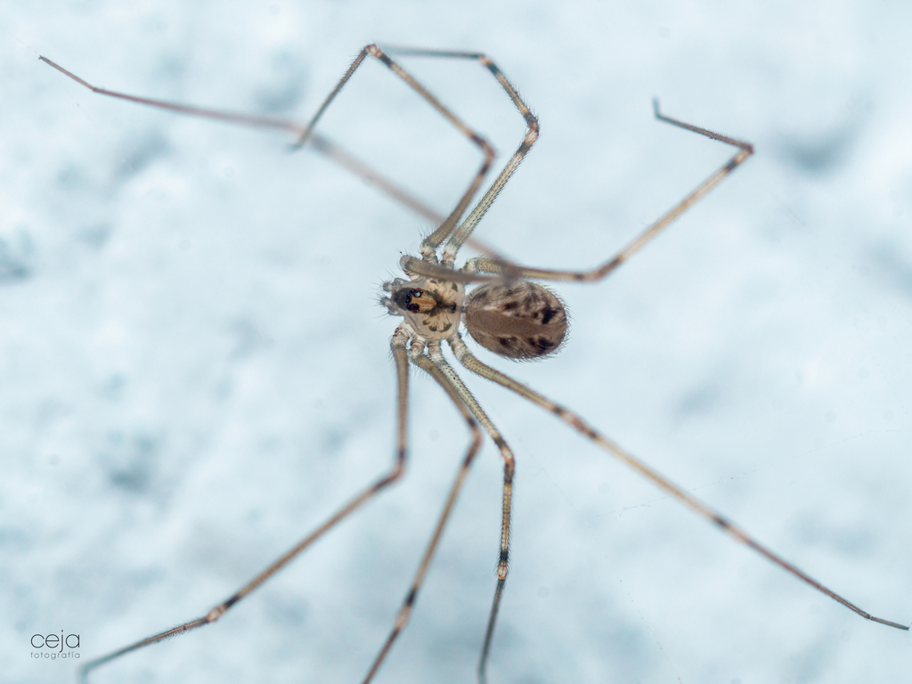 Short-bodied Cellar Spider from Las Terrazas, 80140 Culiacán Rosales ...