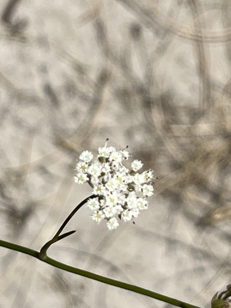 Apioideae from Kogelberg Nature Reserve, Greater Hermanus, WC, ZA on ...