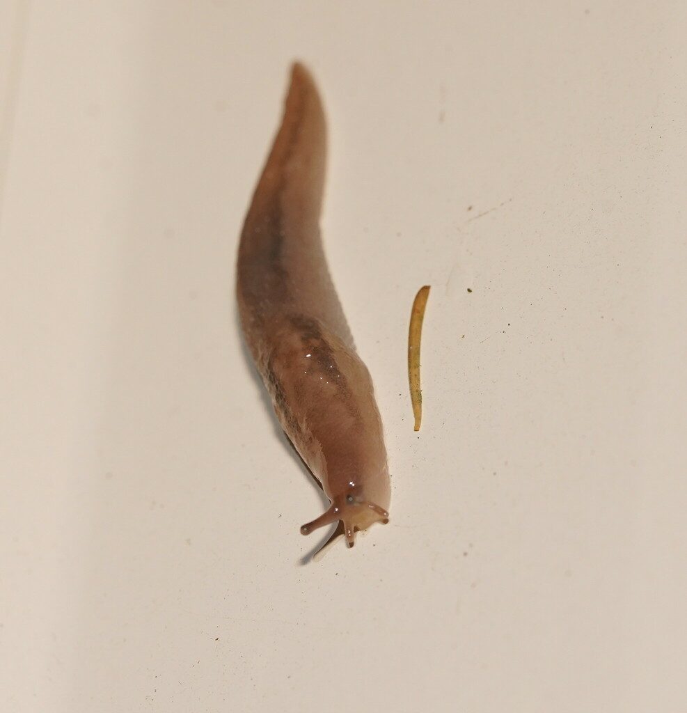 Threeband Slugs from Monbulk VIC 3793, Australia on January 8, 2024 at ...